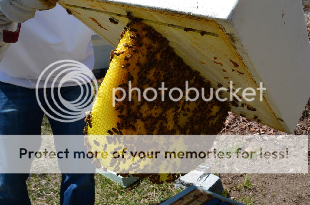 Burr comb problem | Beesource Beekeeping Forums