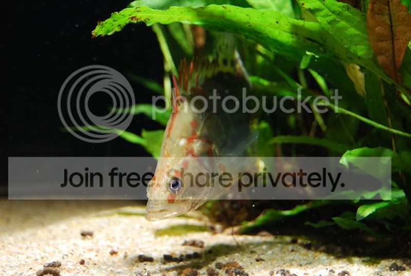 CHINESE PERCH.....Siniperca chuatsi | MonsterFishKeepers.com