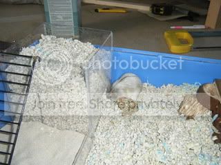 Lizzie's Digging Tower/ Sand Bath. - Hamster Central
