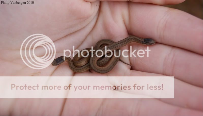Herping in South Louisiana 2010 (DUW) - Field Herp Forum